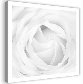Obraz na plátně Bílá růže Květina Rostlina - 30x30 cm