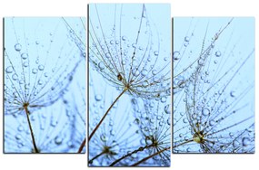 Obraz na plátně - Pampelišková semínka s kapkami vody 1202C (135x90 cm)