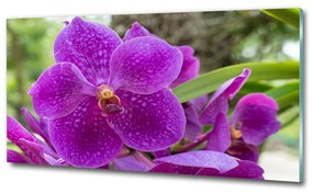 Wallmuralia Foto obraz skleněný horizontální Orchidej 100x50