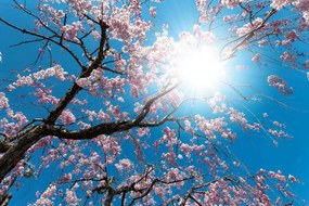 DIMEX | Samolepicí vliesová fototapeta na zeď Kvetoucí strom MA-5-1843 | 375 x 250 cm | modrá, bílá, hnědá, růžová