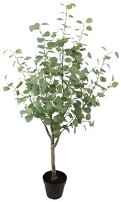 Dekorativní rostlina Eukalyptus