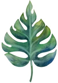 Ilustrace Watercolor green monstera leaf isolated on, Anastasiia Dubitskaia, (40 x 40 cm)
