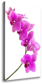 Wallmuralia Vertikální Foto obraz na plátně Růžová orchidej 50x100