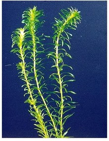 Egeria densa