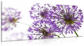 Obraz kvetoucí fialové květy česneku Varianta: 100x50