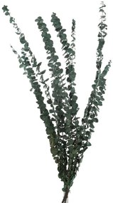 Zelená sušená dekorativní rostlina Eucalyptus - 18*70 cm