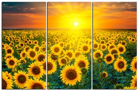 Obraz na plátně - Slunečnicová pole při západu slunce 1199B (105x70 cm)