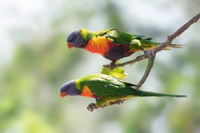 DIMEX | Samolepicí vliesová fototapeta na zeď Duhový papoušek MA-5-0400 | 375 x 250 cm | zelená, modrá, oranžová