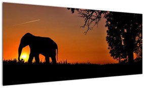 Obraz slona v přírodě (100x40cm)