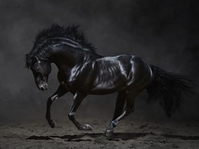 Vícedílný obraz Černý Kůň Ve Cvalu Nedostatek Nedostatek Plátno Canvas 160x120