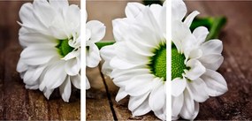 Obraz třídílný 100 x 50 cm bílé květy