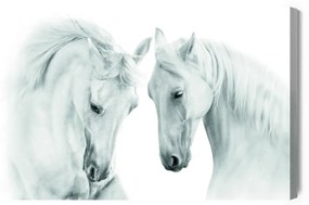 Obraz Dva Bílí Koně Nedostatek Nedostatek Plátno Canvas 40x30