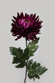 Růžově bordó chryzantéma stopková 80cm