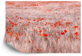 Fototapeta Poppy Field Strukturální vinyl 104x70.5