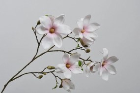 Růžovobílá magnolie 102cm