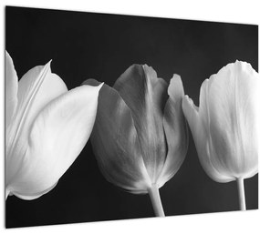 Obraz - Černobílé květy tulipánů (70x50 cm)