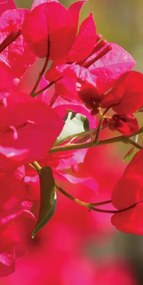 Fototapeta Floral Red S-170 | 110 x 220 cm