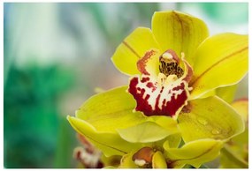 Fototapeta Žlutá orchidej 104x70