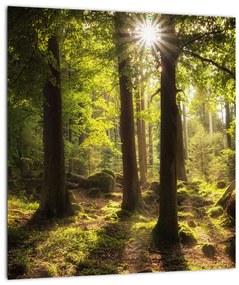 Obraz snového lesa (30x30 cm)