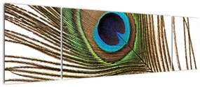 Obraz pavího peří (170x50 cm)