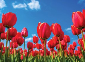 Malvis ® Tapeta Červené tulipány Vel. (šířka x výška): 504 x 310 cm