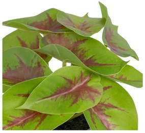 Umělá rostlina (výška 20 cm) Syngonium – Ixia
