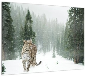 Skleněný obraz leoparda ve sněhu (70x50 cm)