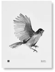 Plakát Siberian Jay 30x40 cm Teemu Järvi Illustrations