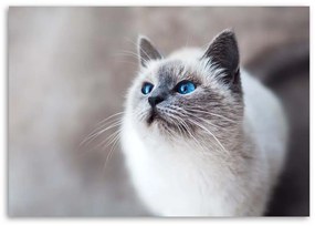 Gario Obraz na plátně Sibiřská kočka Rozměry: 60 x 40 cm