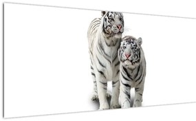 Tygr bílý - obraz (100x40cm)