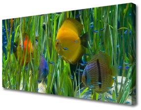 Obraz na plátně Ryba Řasy Příroda 100x50 cm