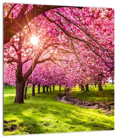 Obraz rozkvetlých třešní, Hurd Park, Dover, New Jersey (30x30 cm)