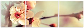 Obraz na plátně - Květ třešně - panoráma 558C (90x30 cm)