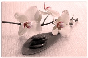 Obraz na plátně - Květy orchideje 162FA (60x40 cm)