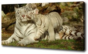 Wallmuralia Foto-obraz canvas na rámu Tygři 100x50