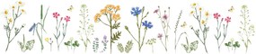DIMEX | Fototapeta do kuchyně Kresba z herbáře KI-260-219 | 260 x 60 cm | vícebarevná, bílá