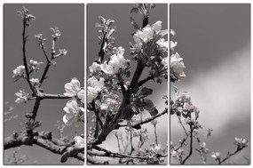 Obraz na plátně - Kvetoucí jabloň 147ČB (90x60 cm  )