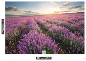 Fototapeta Lavender louka