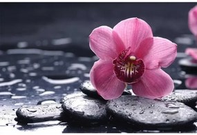 DIMEX | Samolepicí vliesová fototapeta na zeď Orchidej MA-5-0120 | 375 x 250 cm | černá, růžová