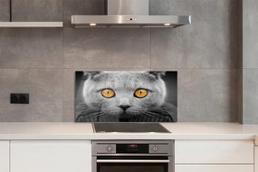 Skleněný panel Šedá Britská kočka 140x70 cm