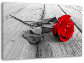 Gario Obraz na plátně Červená růže Rozměry: 60 x 40 cm