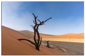 Obraz na plátně - Mrtvý strom v dunách 1130A (75x50 cm)