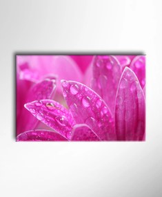 Malvis ® Obraz Květ s ranní rosou ROZMĚR (šířka x výška): pětidílný obdélník 150x60 cm
