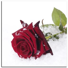 Obraz na plátně -  Růže na sněhu - čtverec 3103A (50x50 cm)