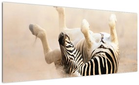 Obraz zebry (100x40cm)