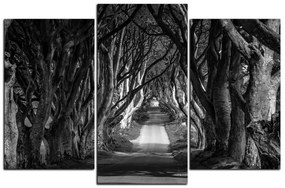 Obraz na plátně - Tmavé ploty v  Irsku 1134QC (105x70 cm)
