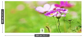 Fototapeta Cosmos Purple 104x70