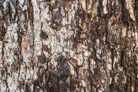 DIMEX | Samolepicí vliesová fototapeta na zeď Textura borovice MA-5-2341 | 375 x 250 cm | béžová, hnědá