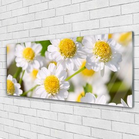 Plexisklo-obraz Květiny Sedmikráska Příroda 125x50 cm