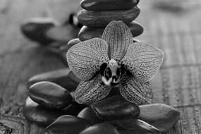 Obraz orchidej a Zen kameny v černobílém provedení Varianta: 60x40